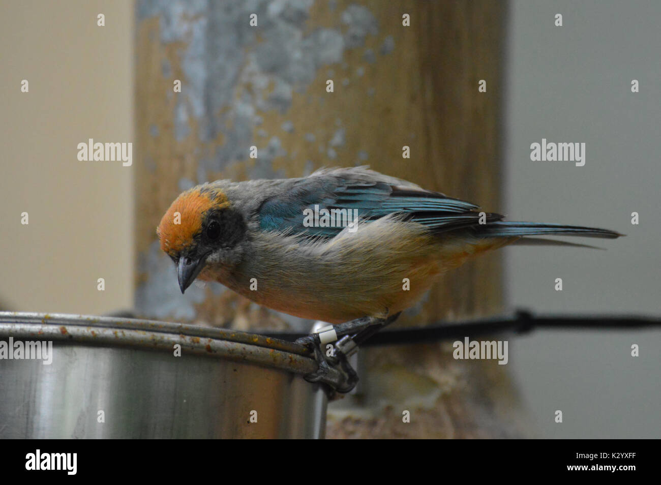 Bird on a feed bowl Stock Photo - Alamy