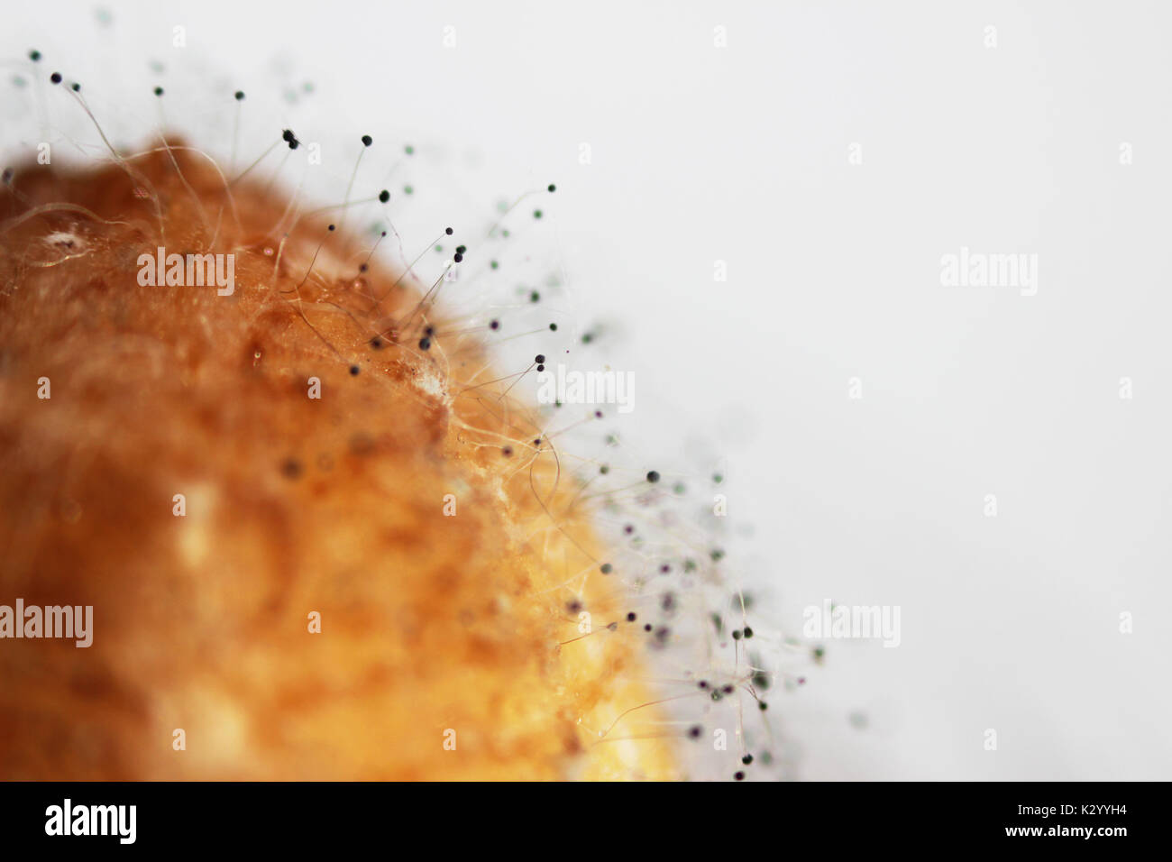 Growth of mushrooms aspergillosis Aspergillus flavus on a rotten banana ...