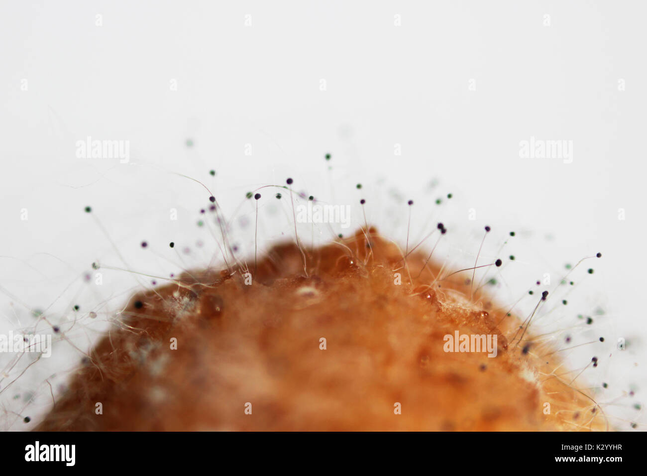 Growth of mushrooms aspergillosis Aspergillus flavus on a rotten banana ...