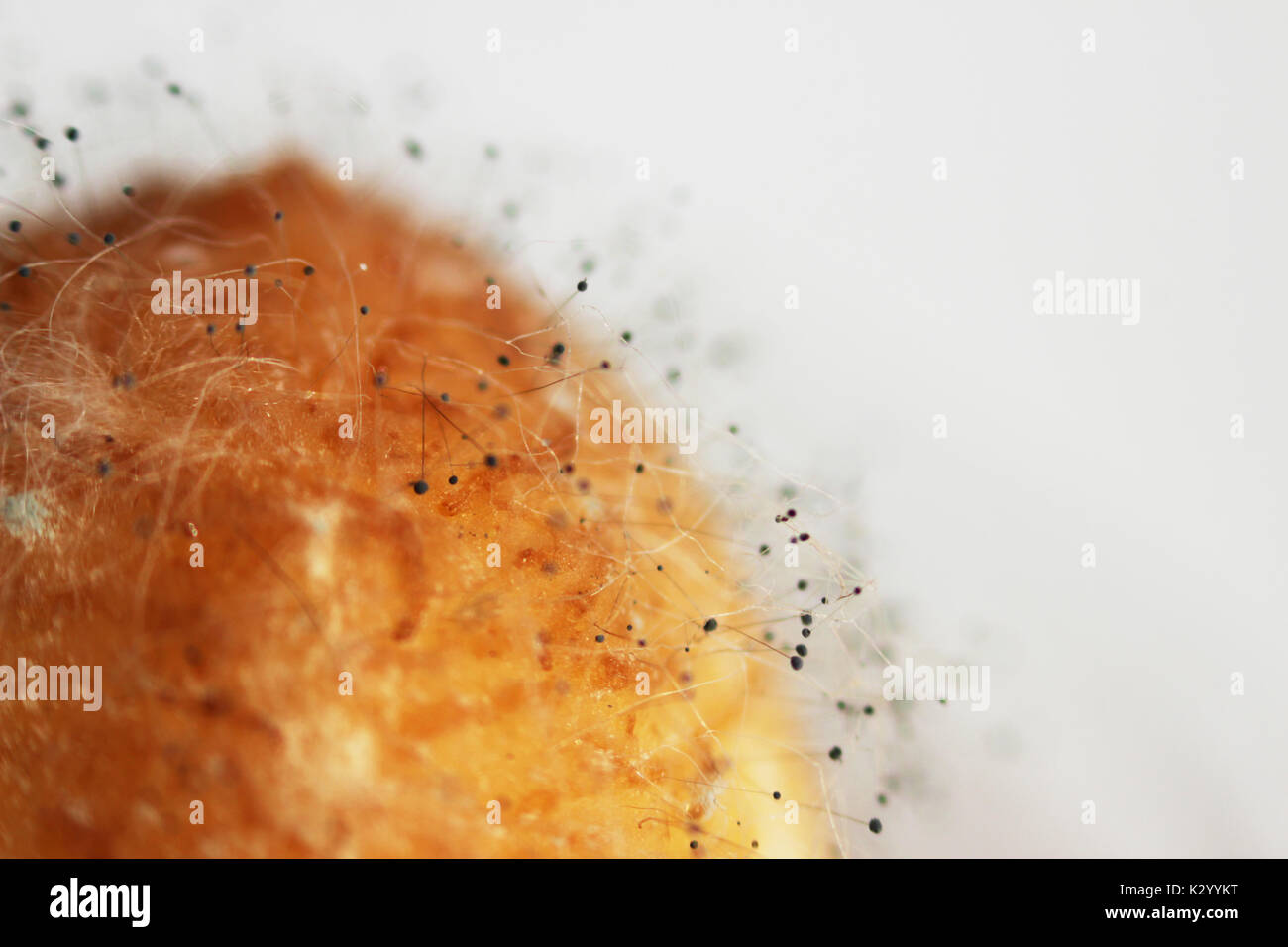 Growth of mushrooms aspergillosis Aspergillus flavus on a rotten banana ...