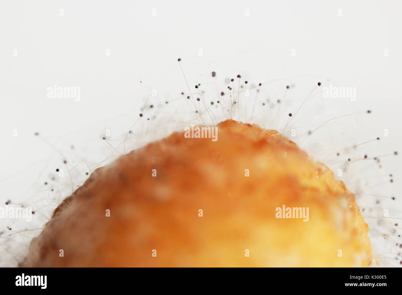 Growth of mushrooms aspergillosis Aspergillus flavus on a rotten banana ...