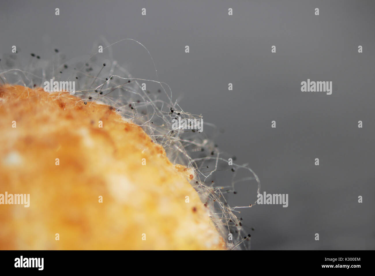 Growth of mushrooms aspergillosis Aspergillus flavus on a rotten banana ...