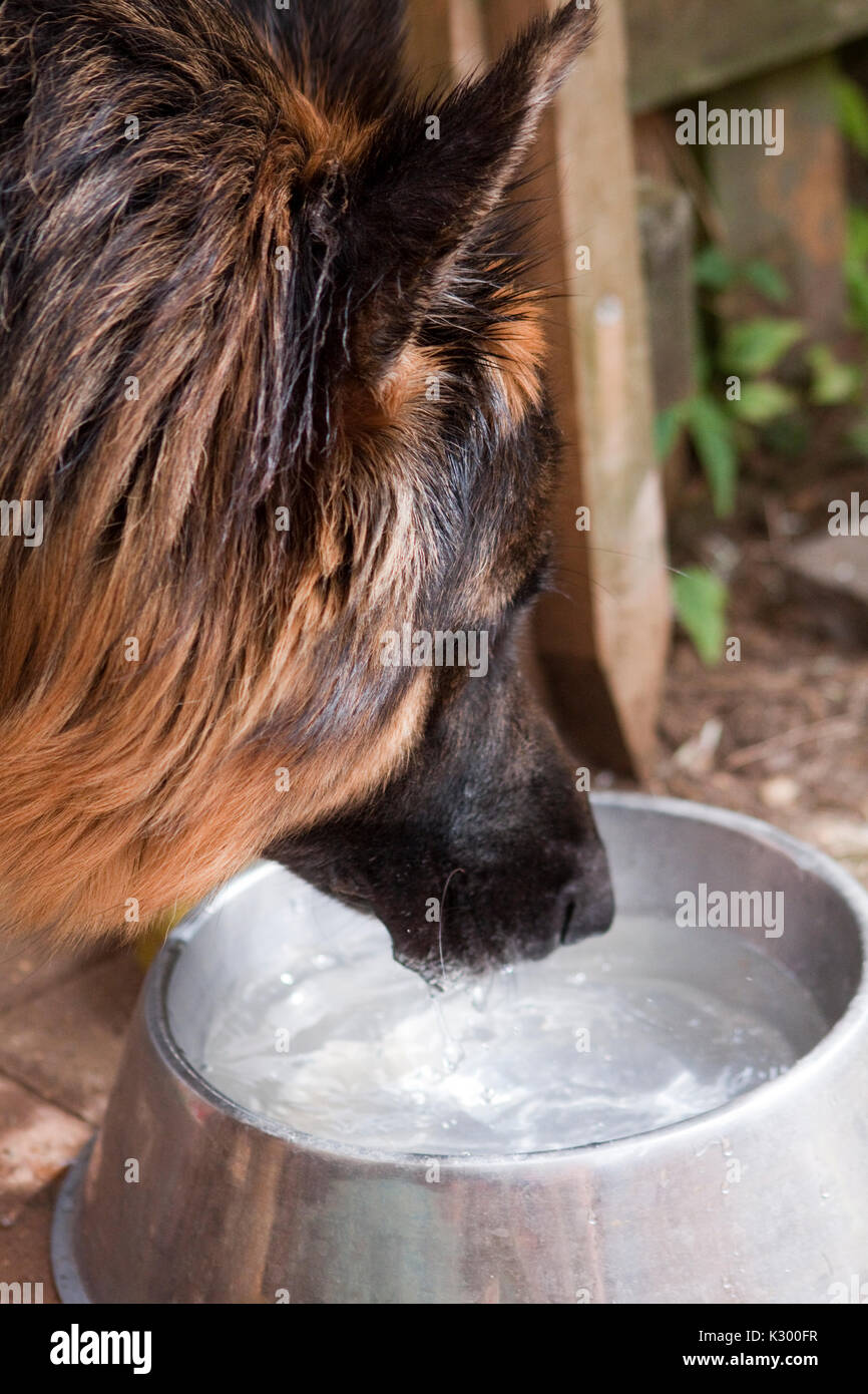 german shepard drinking Stock Photo - Alamy
