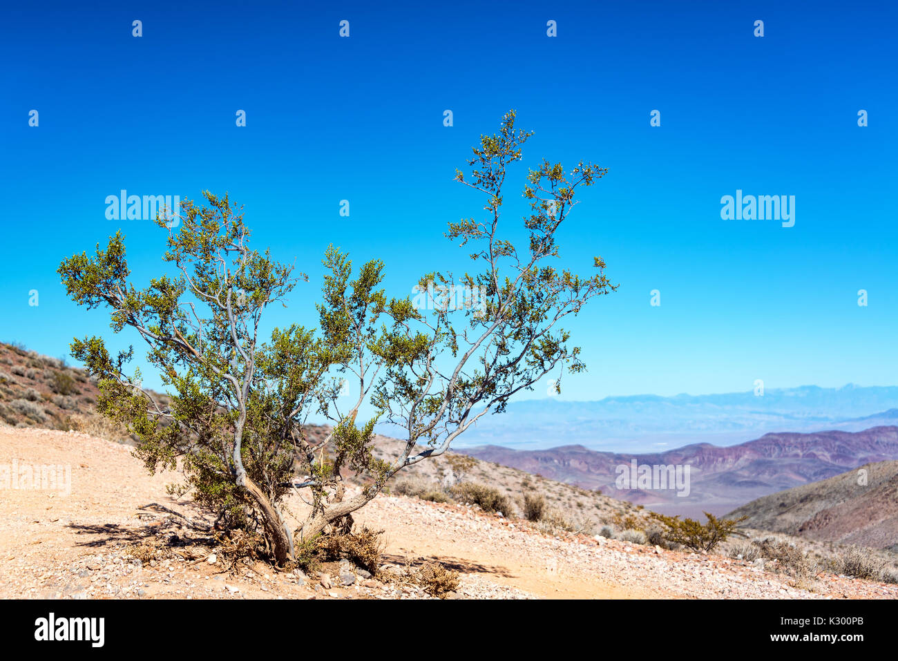 Rugged tree fighting for life in Death Valley National Park in ...