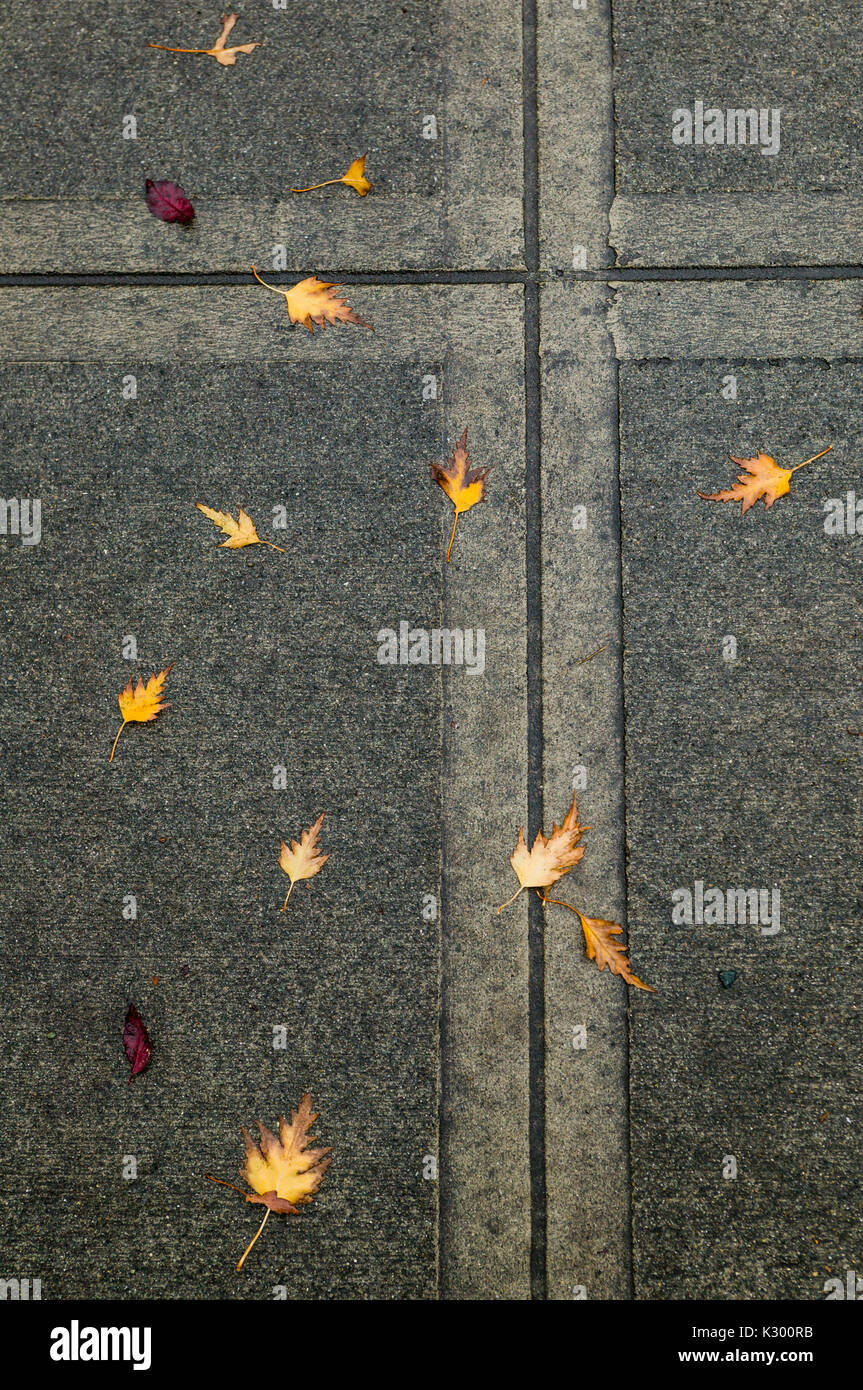 Leaves on a sidewalk hi-res stock photography and images - Alamy