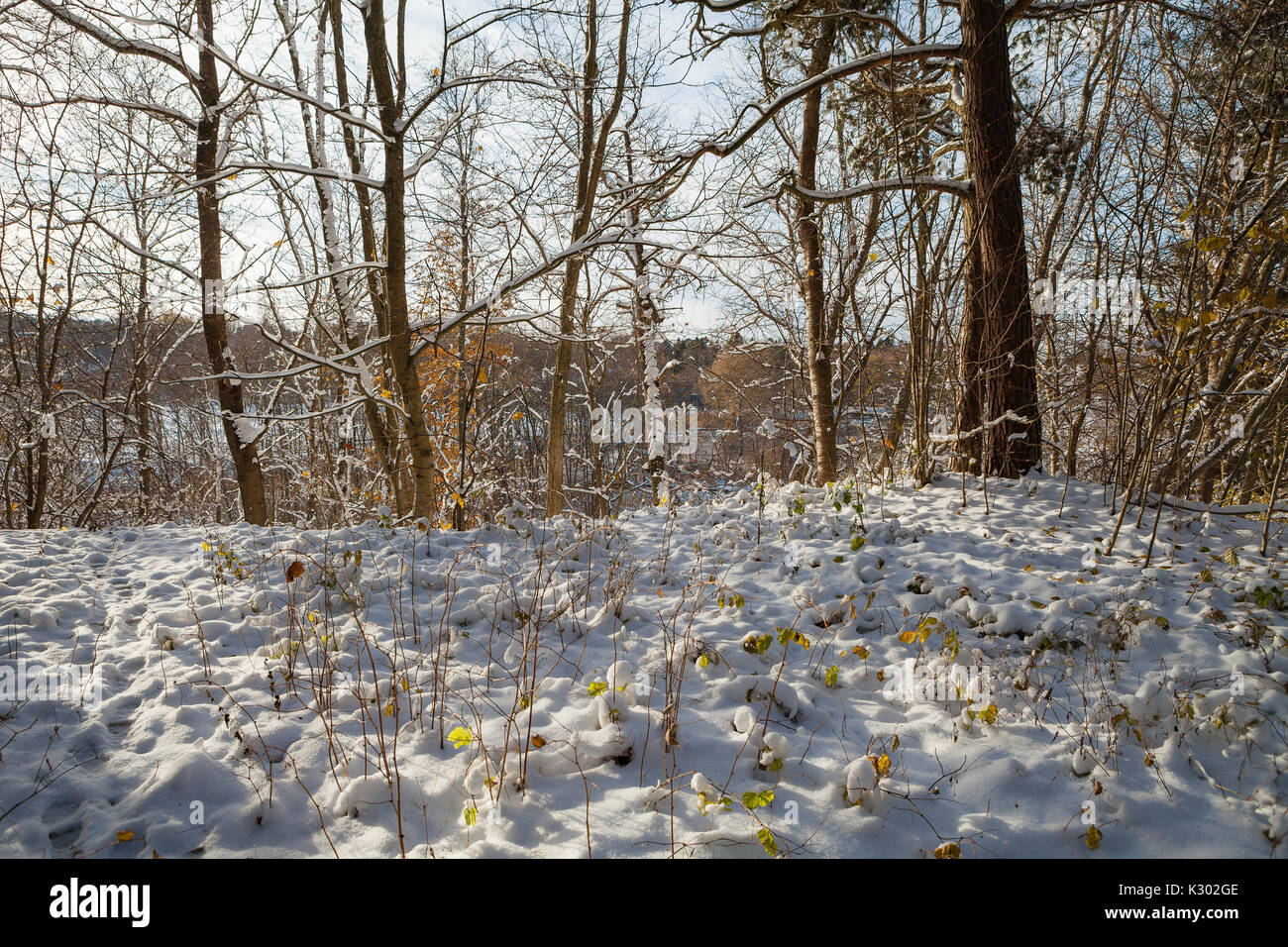 Frosty landscape in the new forest hi-res stock photography and images ...