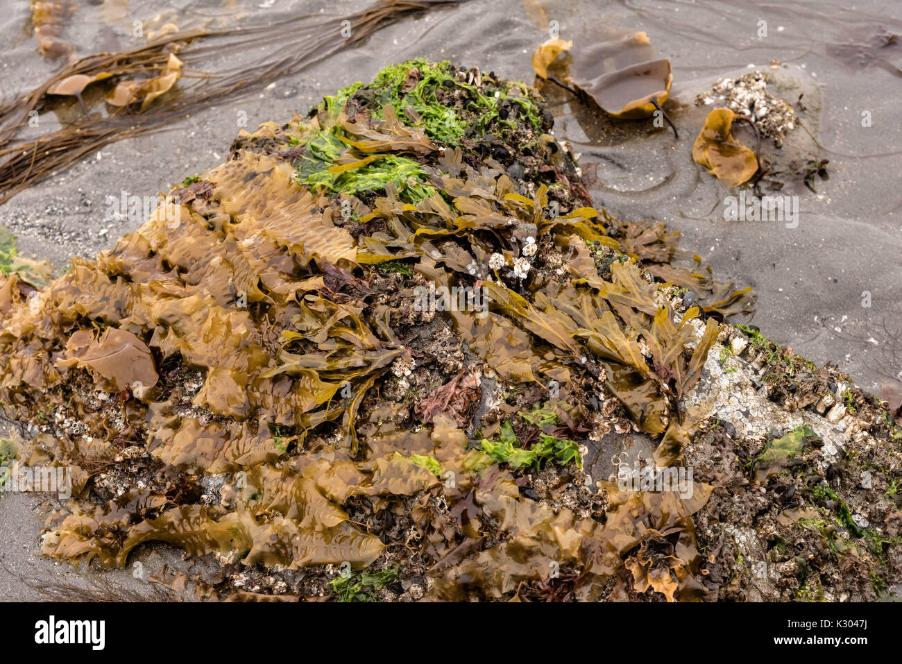 A variety of seaweed grows along rocks in the tide pools along Bishops ...