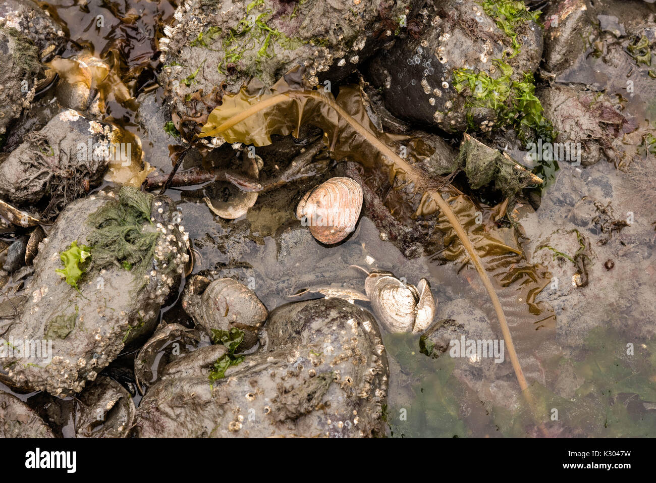 Clams, seaweed and kelp in a tidal pools on Bishops Beach, a sand and ...