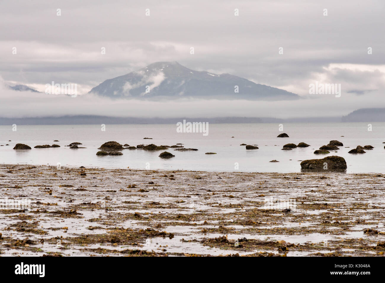 Seaweed and kelp in the tidal pool hi-res stock photography and images ...