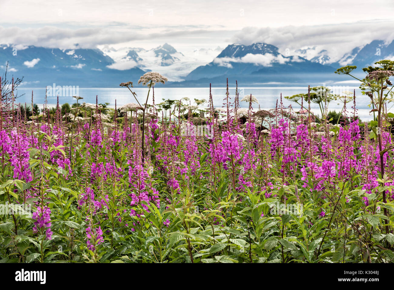 Wild yarrow and fireweed flowers along Kamishak Bay with the Kenai ...