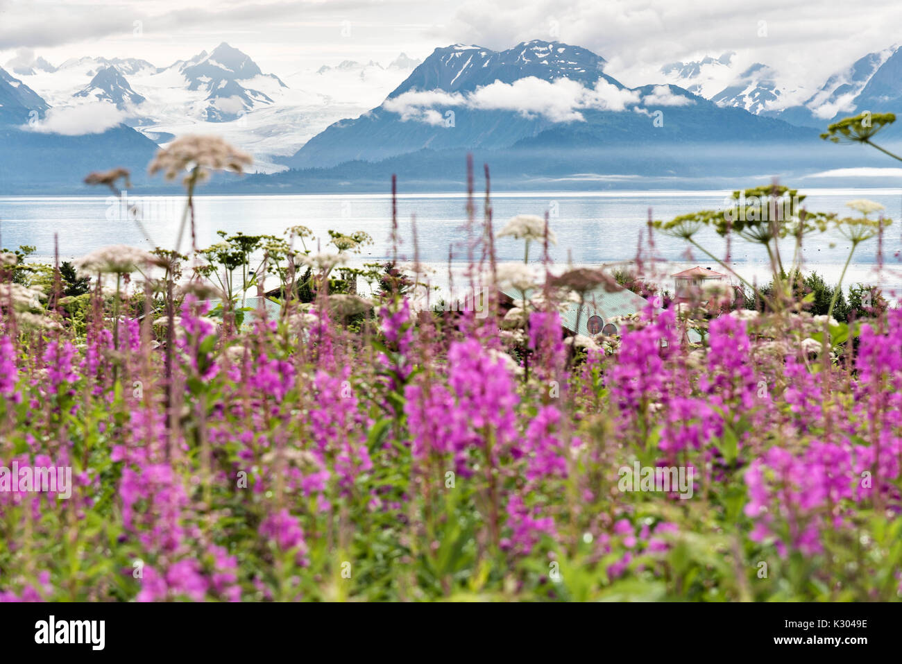 Wild yarrow and fireweed flowers along Kamishak Bay with the Kenai ...