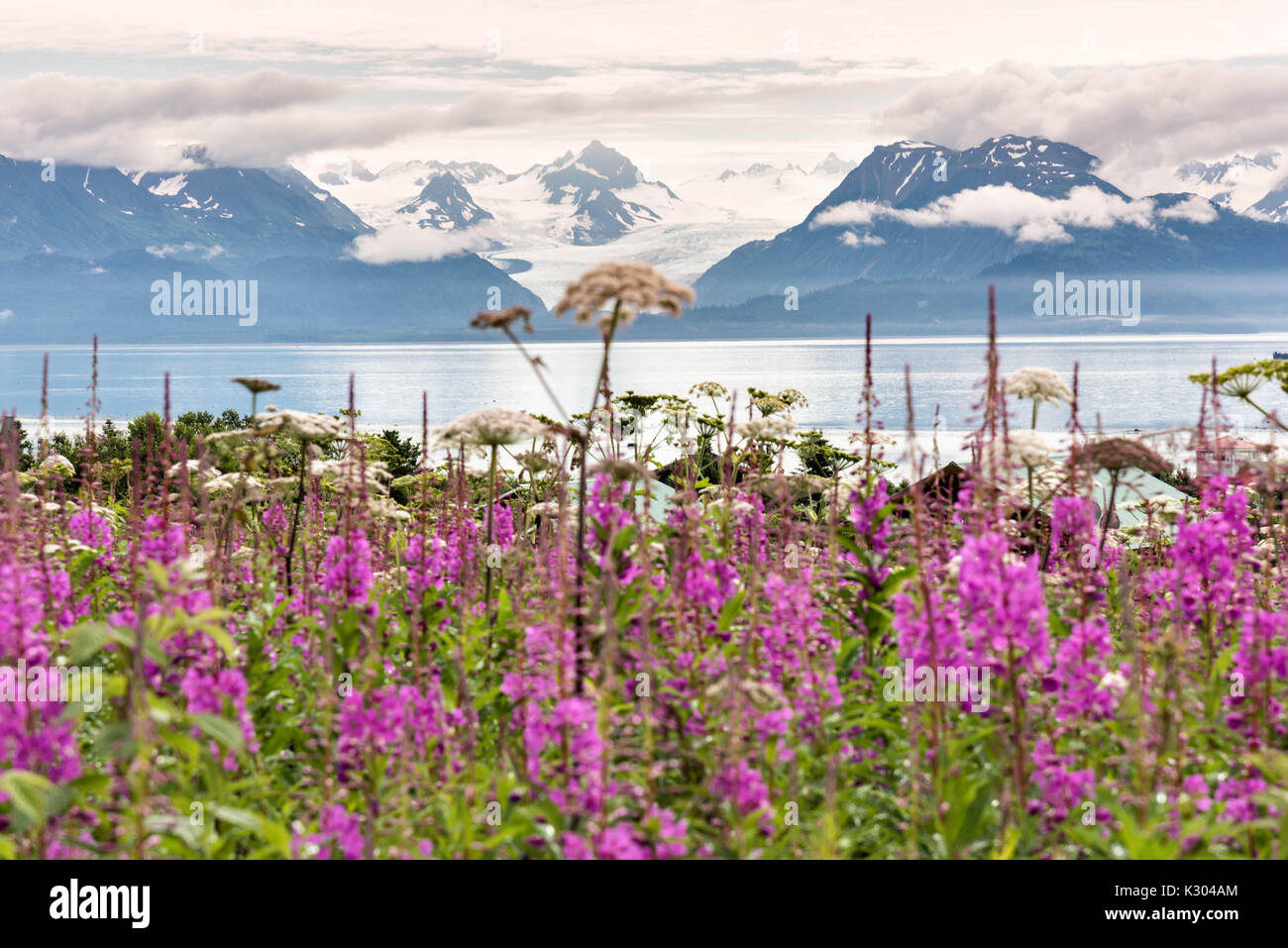 Wild yarrow and fireweed flowers along Kamishak Bay with the Kenai ...