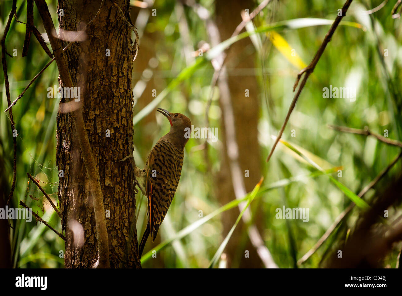 Northern flcker hi-res stock photography and images - Alamy