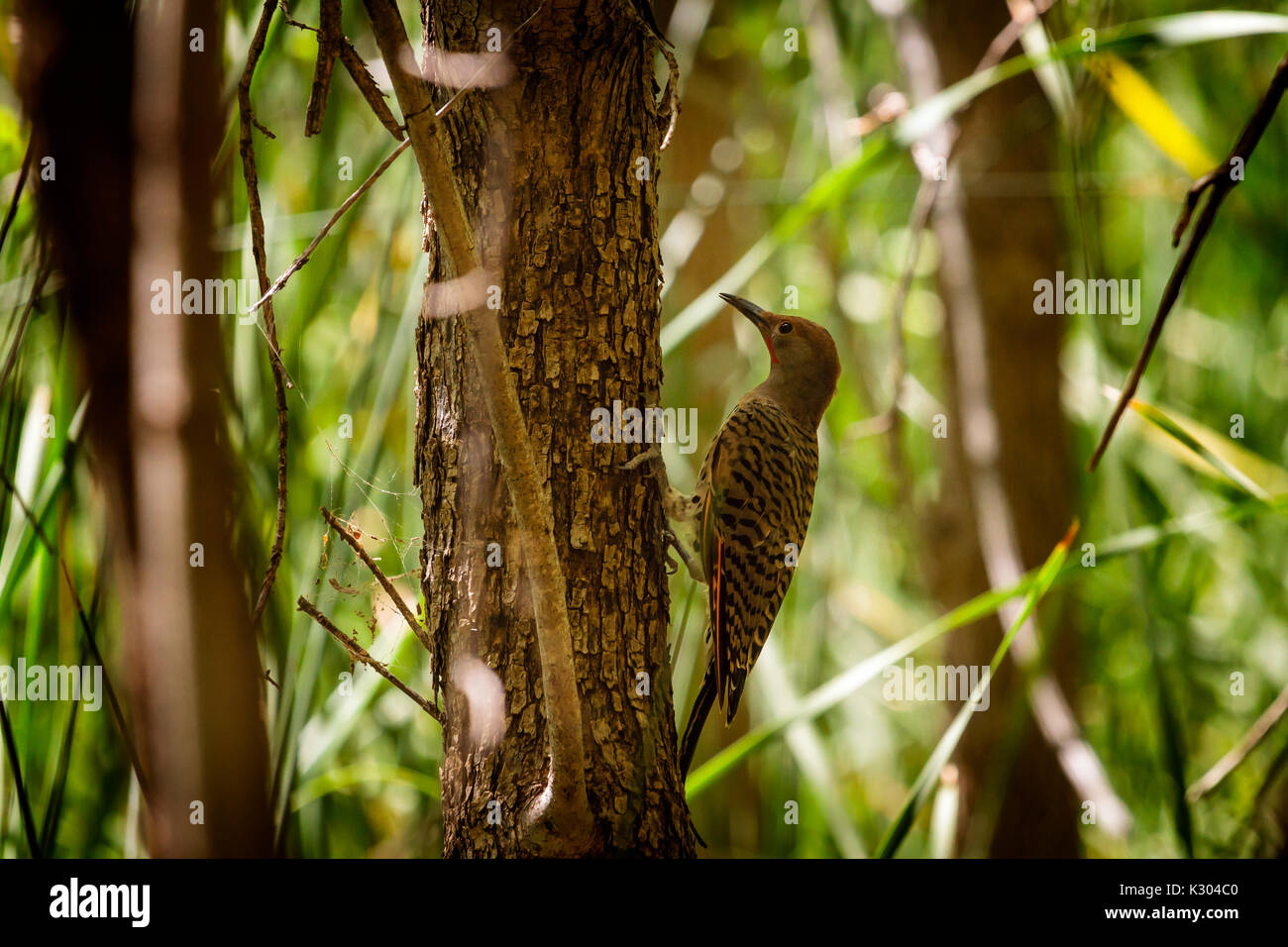 Northern flcker hi-res stock photography and images - Alamy