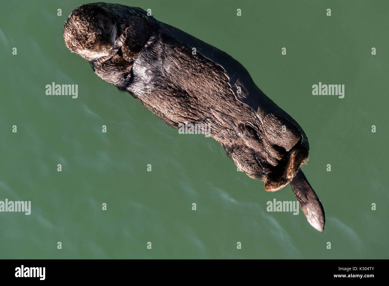 A northern sea otter floats asleep in the Kamishak Bay at the City of ...