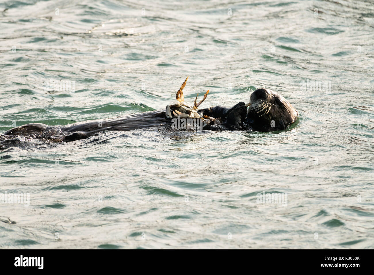 A northern sea otter feasts on crabs in the Kamishak Bay at the City of ...