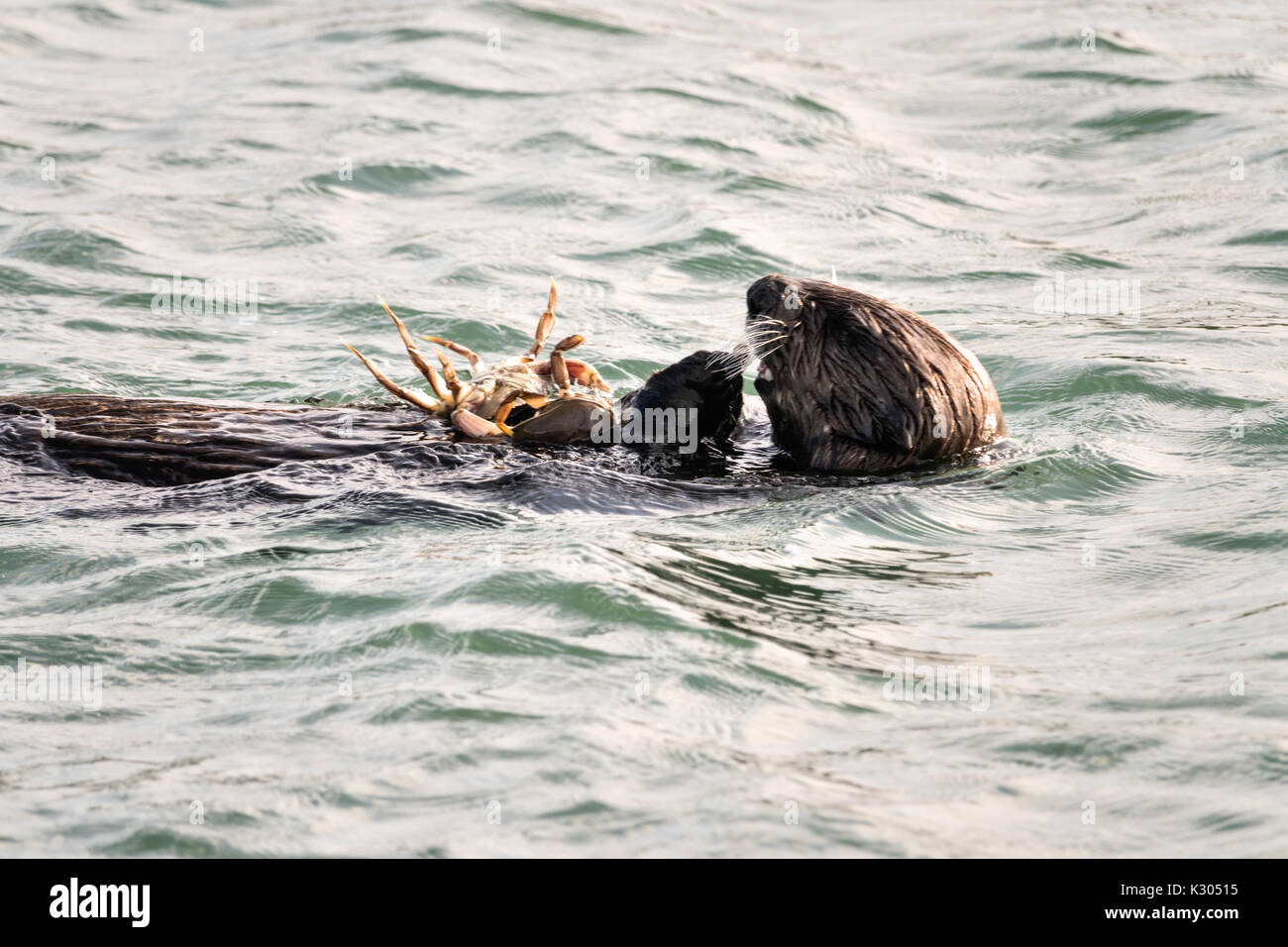A northern sea otter feasts on crabs in the Kamishak Bay at the City of ...