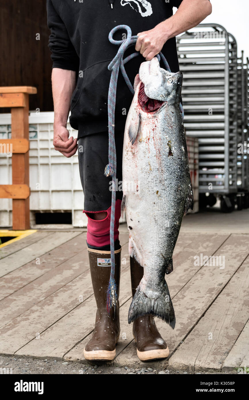 A fisherman holds up a freshly caught forty pound salmon at the City of ...