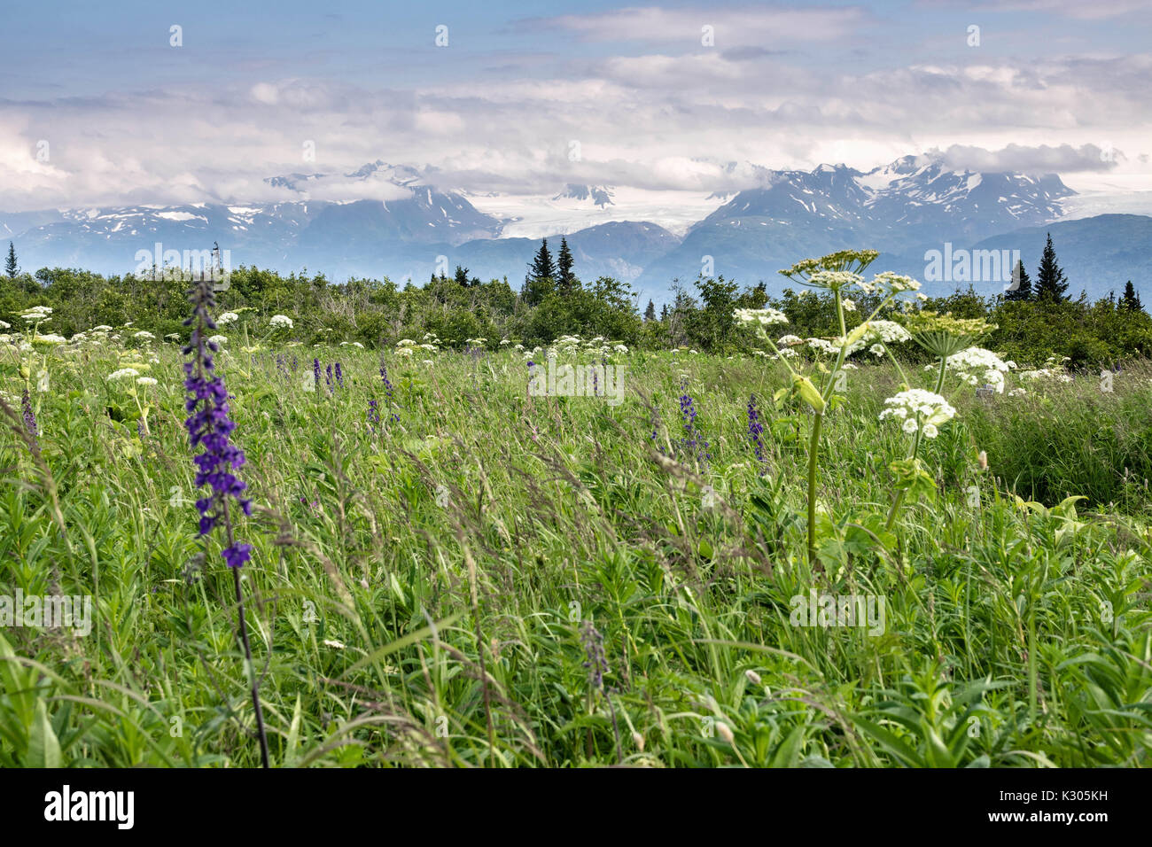 Wild yarrow and larkspur flowers with the Kenai Mountains in Fritz ...