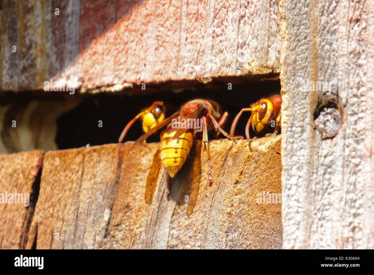 Activity at European hornets nest entrance Stock Photo - Alamy