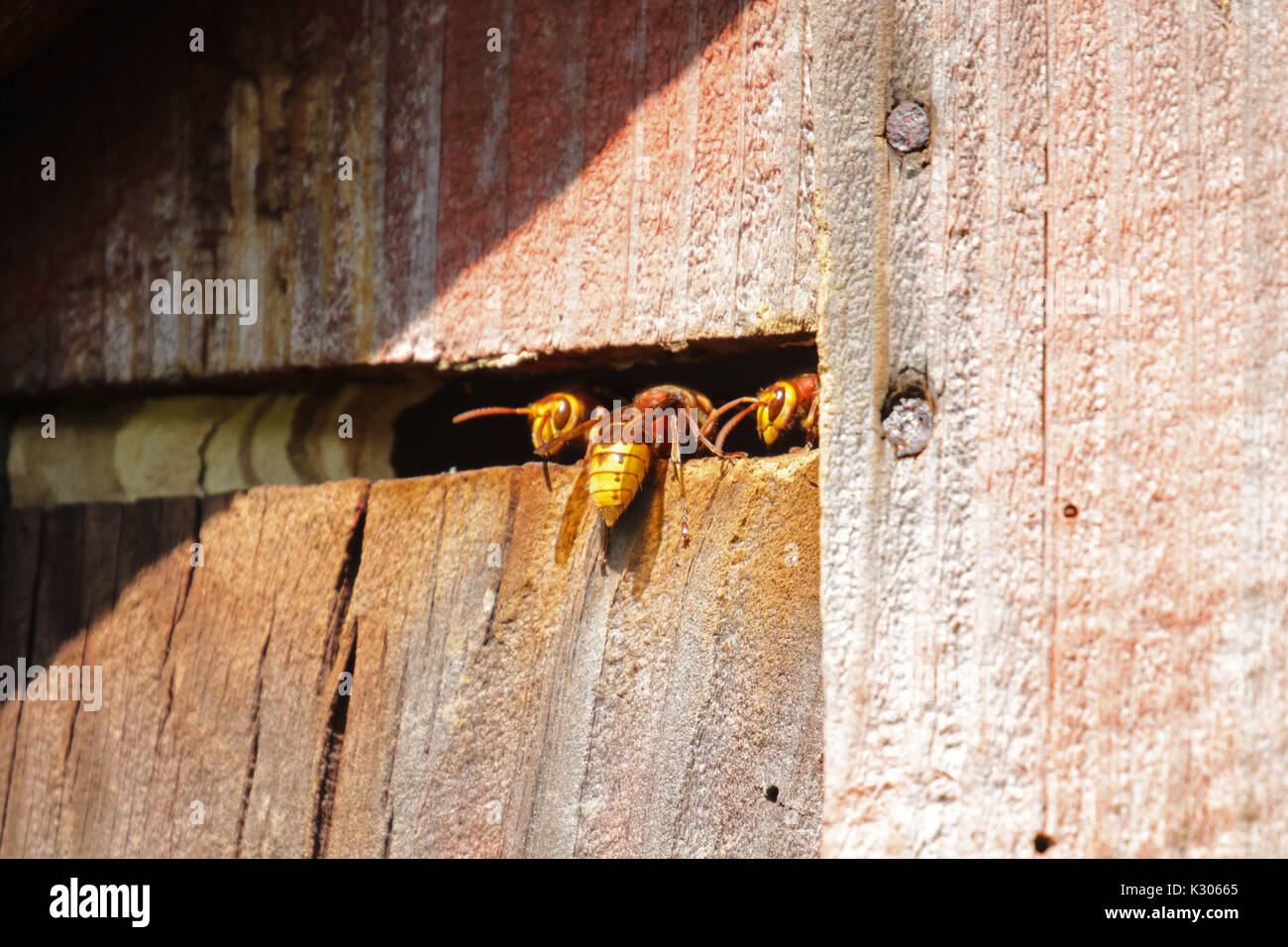 Activity at European hornets nest entrance Stock Photo - Alamy