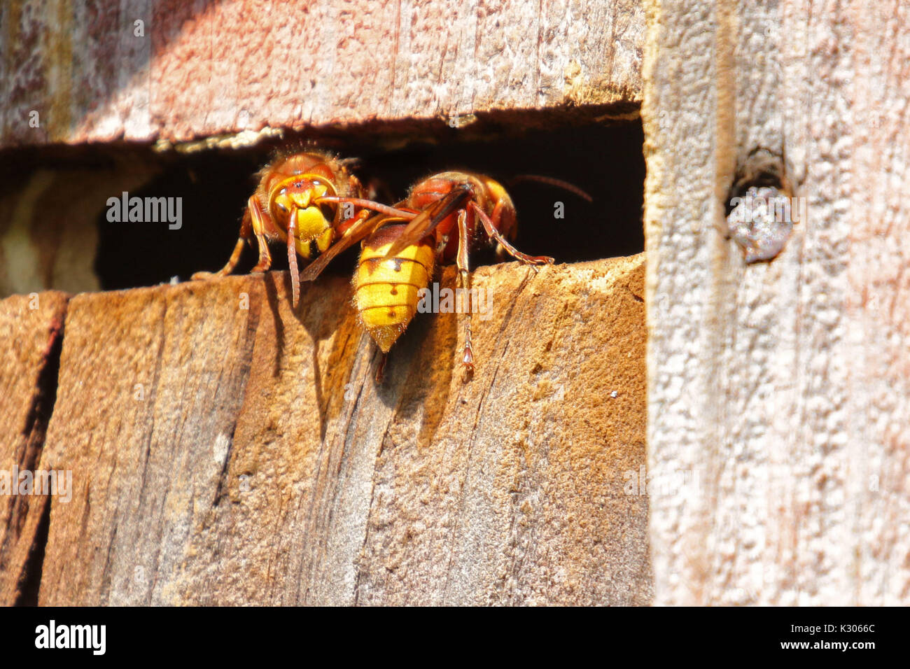 Activity at European hornets nest entrance Stock Photo - Alamy