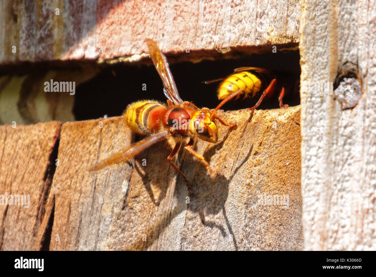 Activity at European hornets nest entrance Stock Photo - Alamy