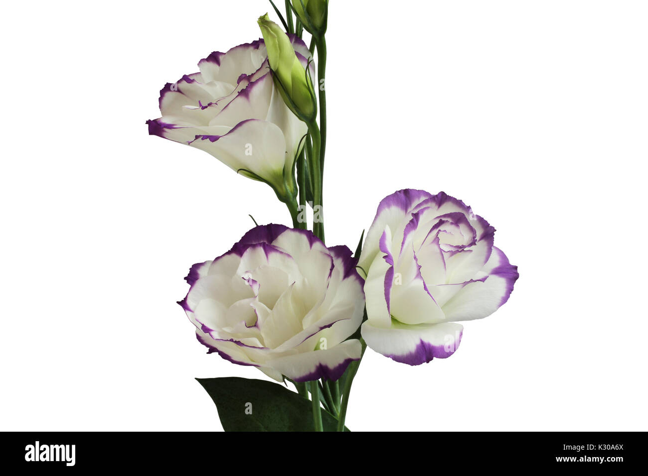 White with purple edges eustoma flower isolated on white background ...