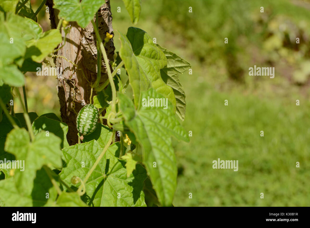 Cucamelon fruit growing on leafy green vine in sunshine; copy space on ...