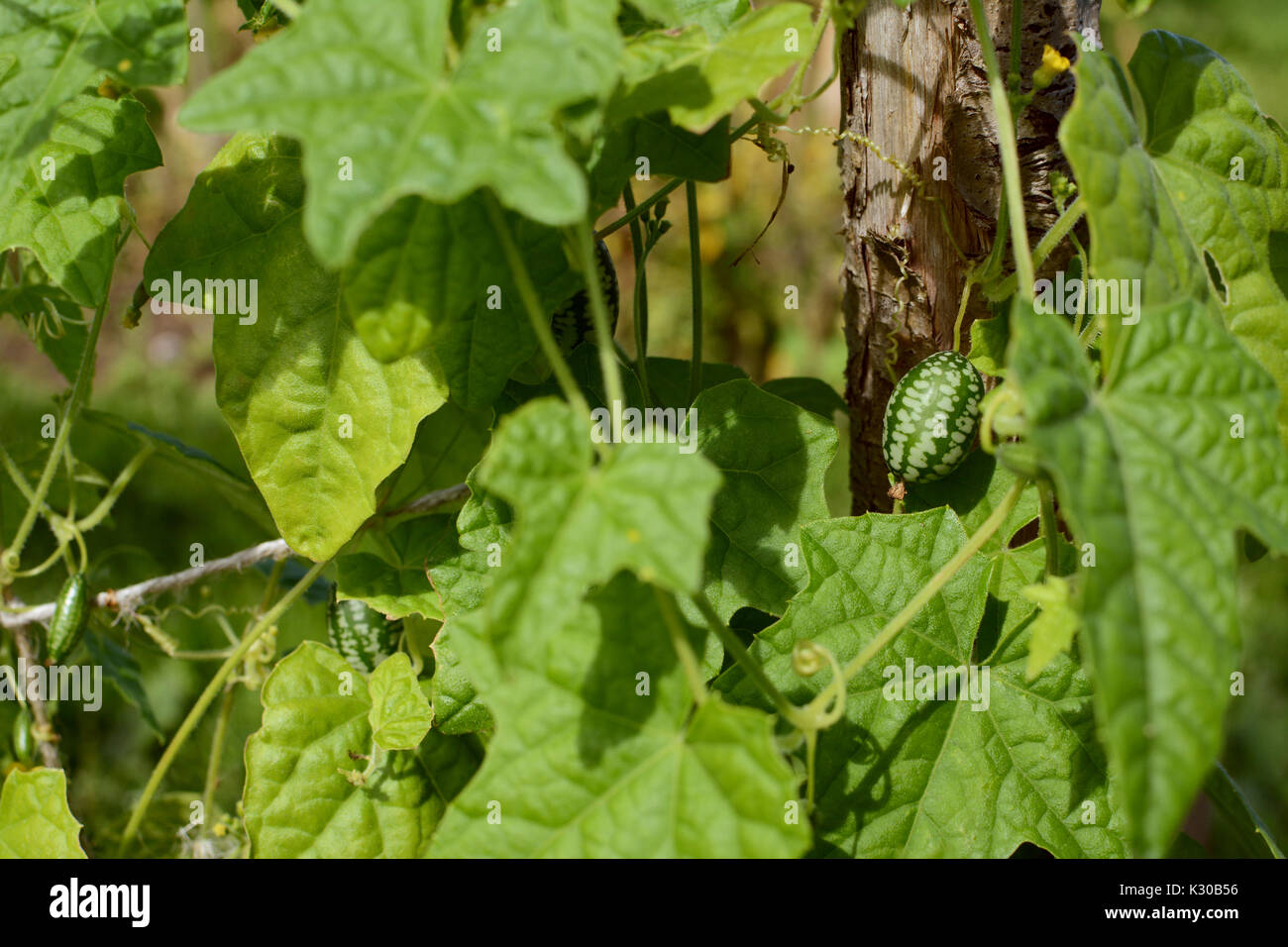 Green cucamelon among foliage; smaller fruits growing on the vine Stock ...
