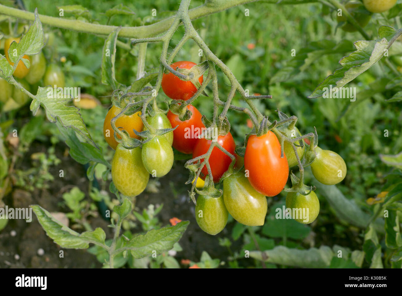 Rainbow cherry plum tomato truss with many fruits - red, orange and ...