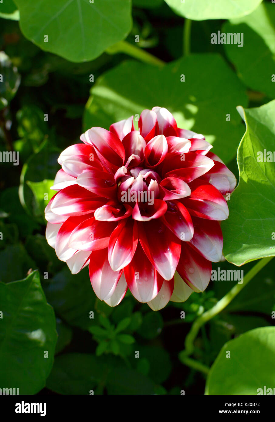 Pretty red dahlia flower with white-tipped petals and water droplets ...