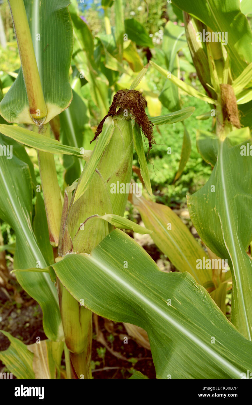 Plant with long stalk and leaves hi-res stock photography and images ...