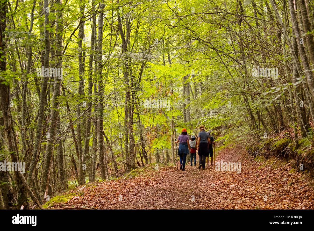 Beechwood (Fagus sylvatica) forest. Nature landscape, beech forest. Las ...