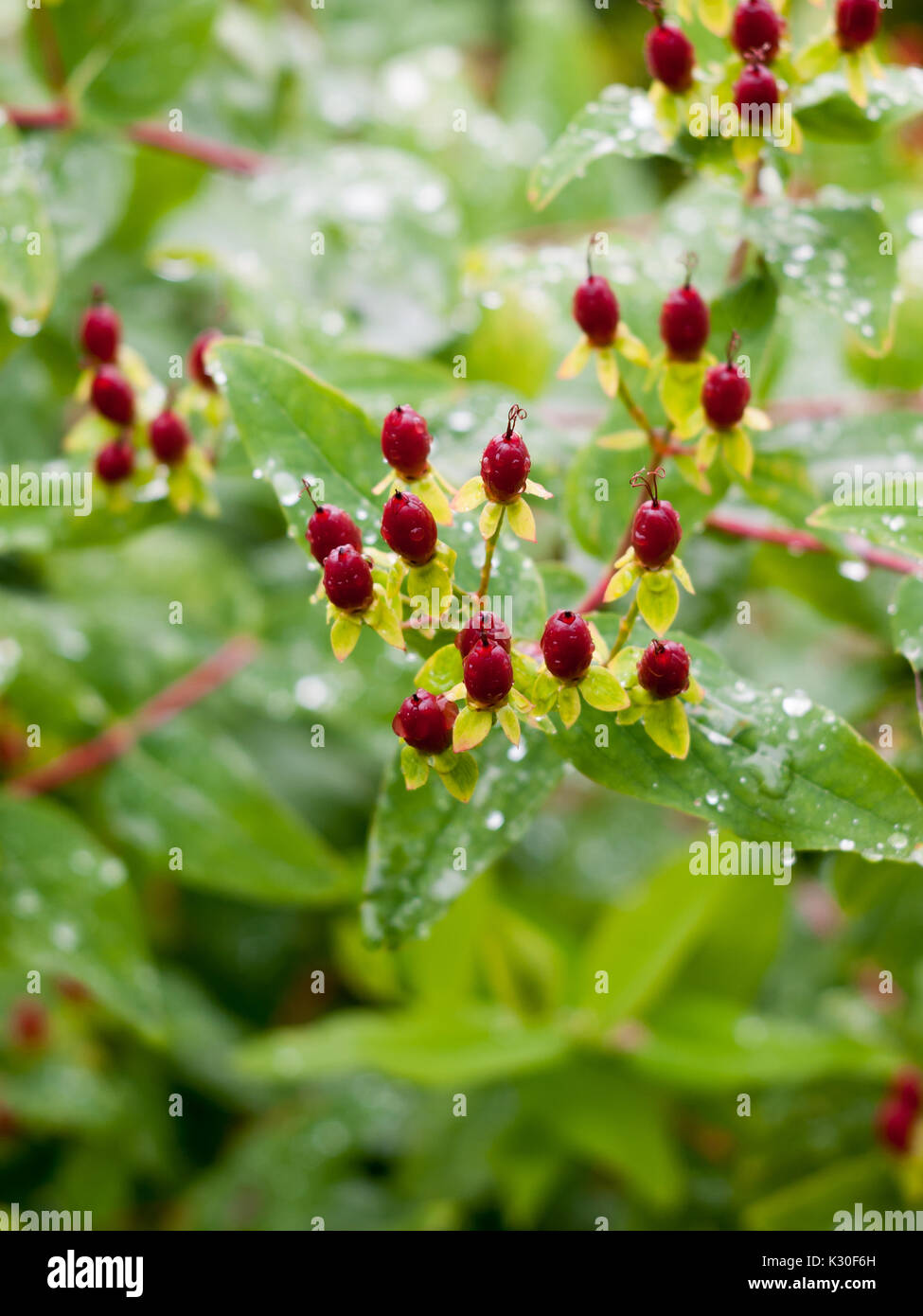 red arrow tip flowers closed petal buds growing summer wet rain ...
