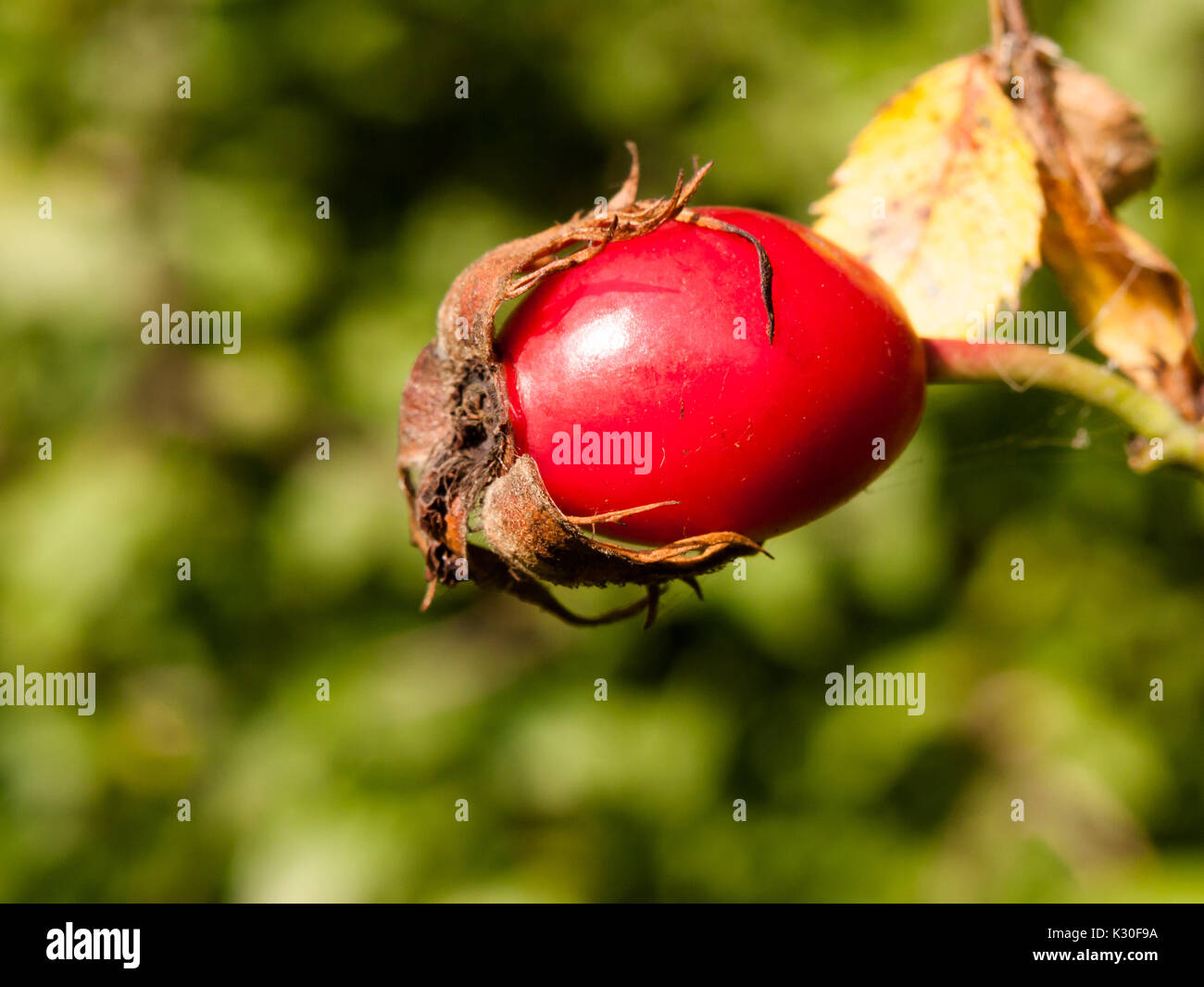 single big red lush ripe red wild rose hip rosa canina; England; UK ...