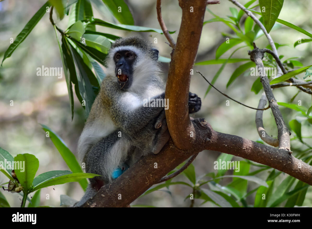Ape africana hi-res stock photography and images - Alamy
