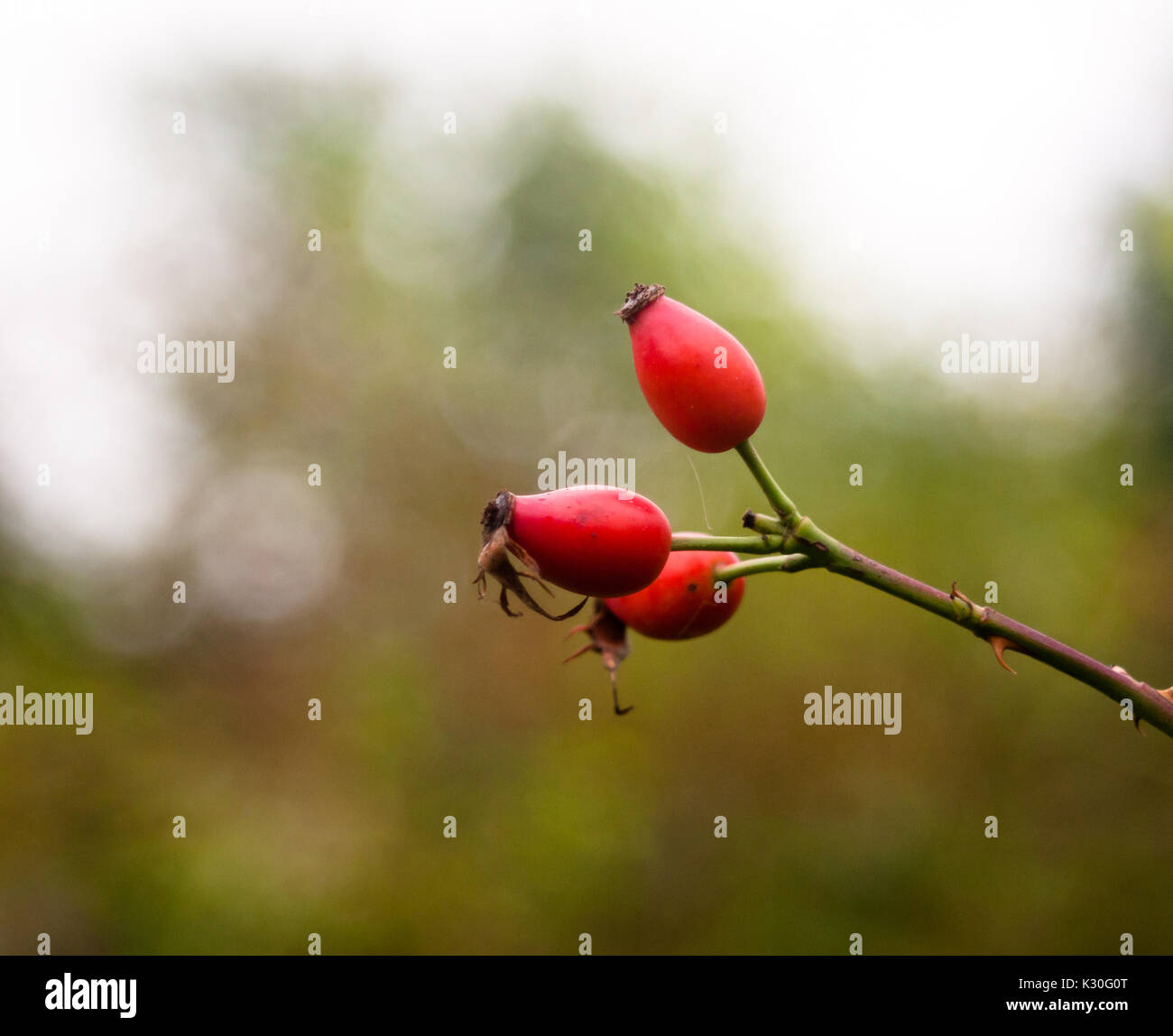 three lush red ripe rose hips on branch rosa canina; England; UK Stock ...