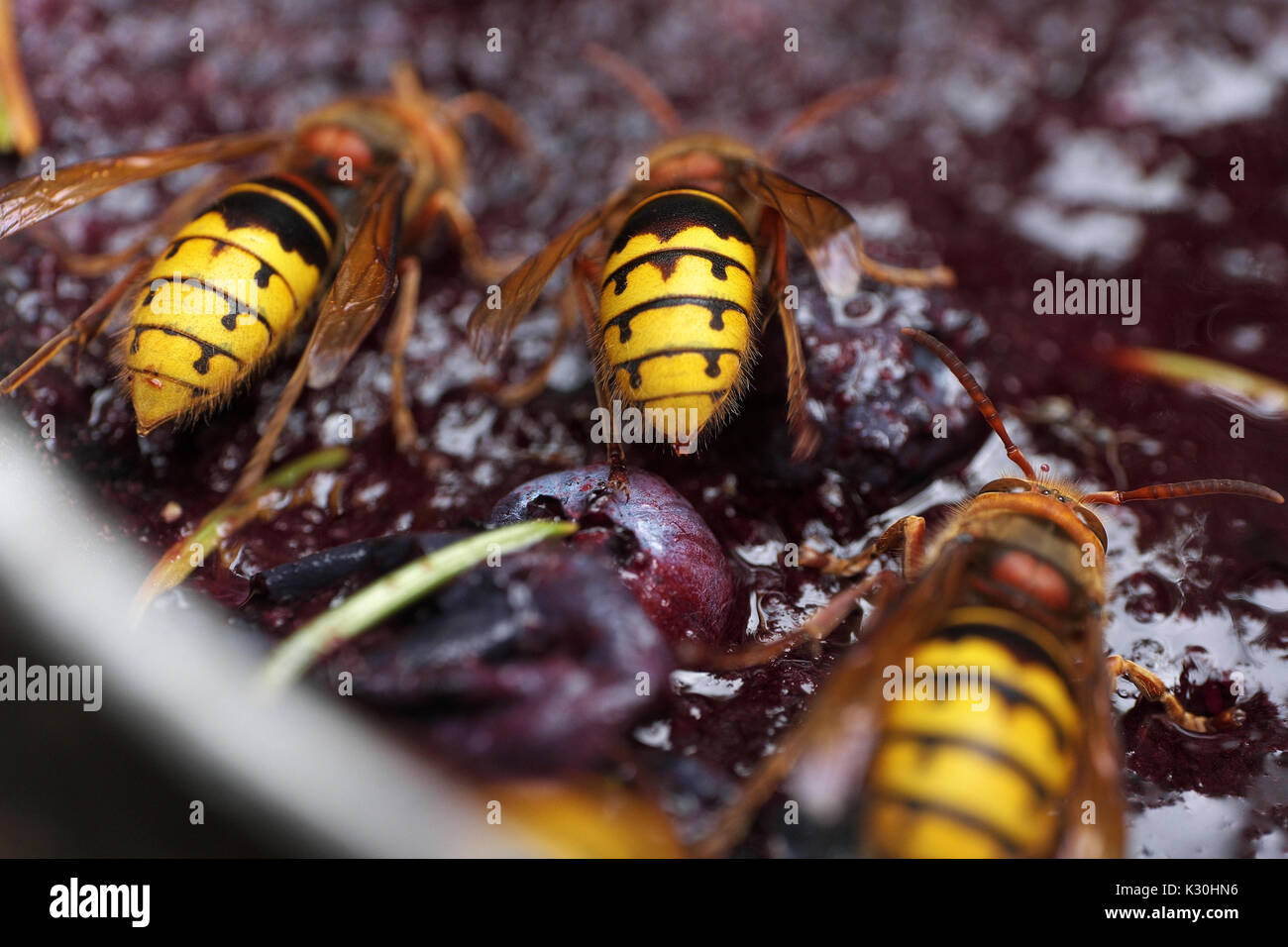 Wasps and jam hi-res stock photography and images - Alamy