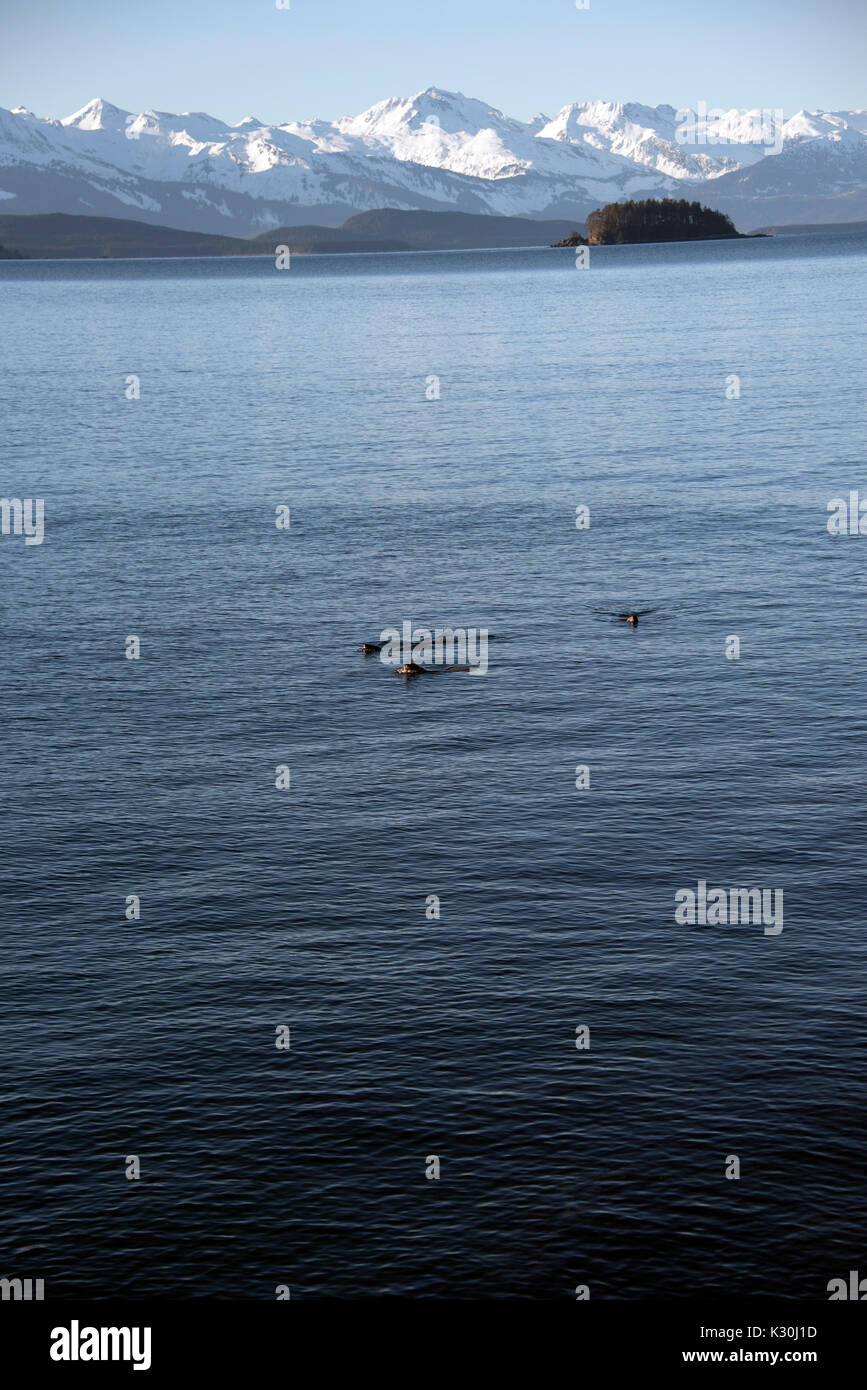 Chilkat range hi-res stock photography and images - Alamy