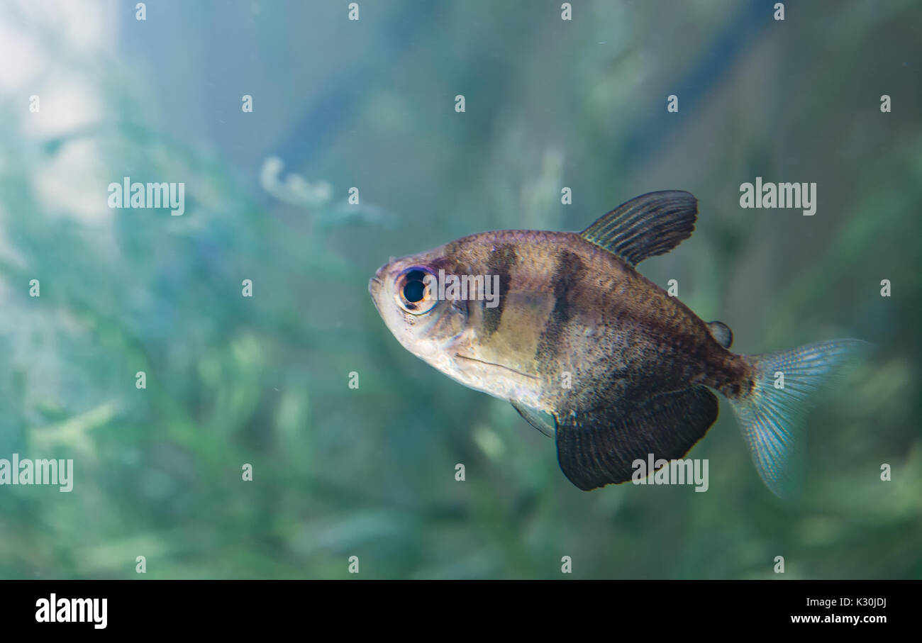 Silver dollar tropical fish Stock Photo - Alamy
