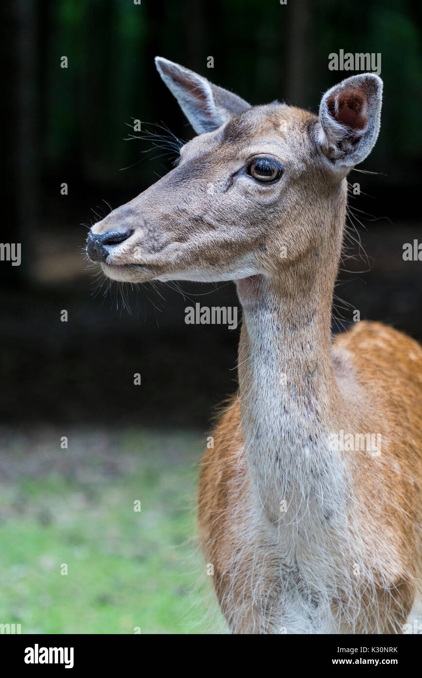 Deer watches and listens Stock Photo - Alamy