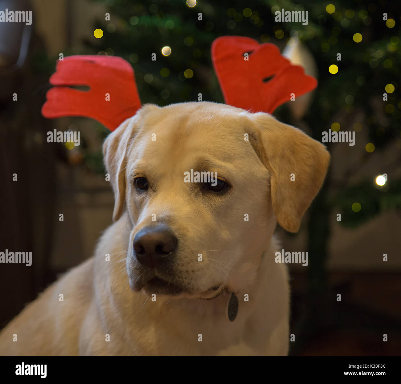 Dudley the Labrador puppy with reindeer ears and festive lights bokeh ...