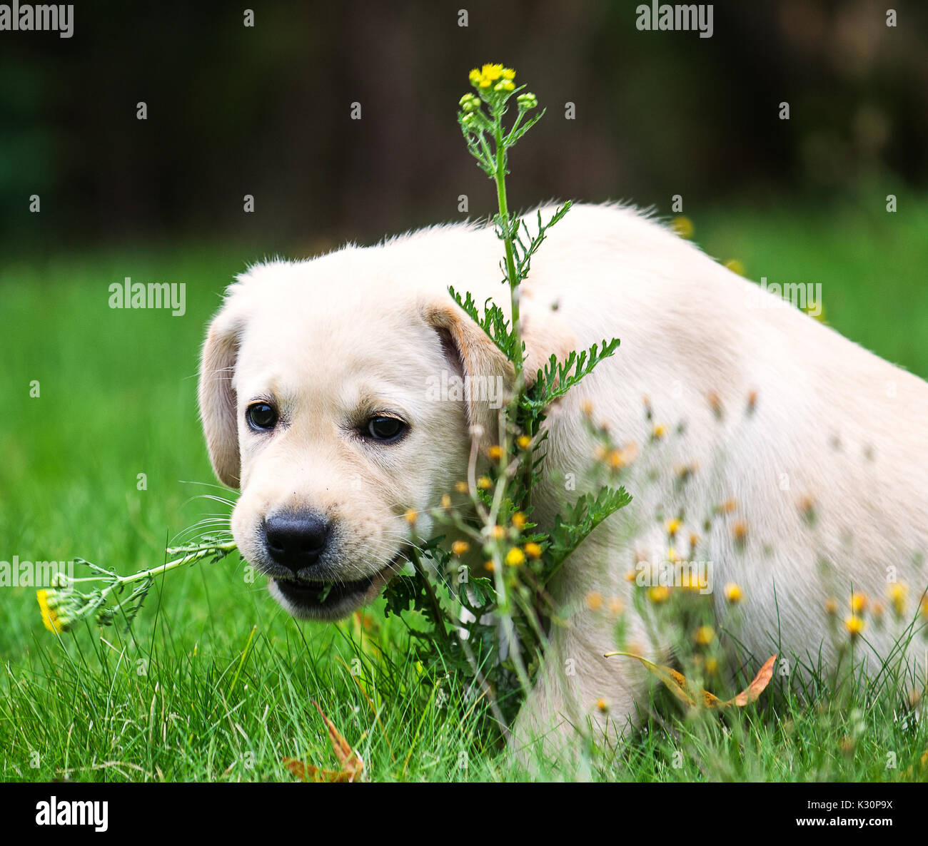 Dudley labrador hi-res stock photography and images - Alamy