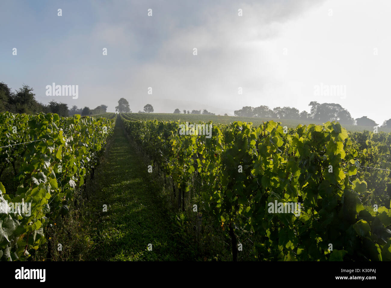 English vine yard, rows of grape vines in early morning mist and low ...