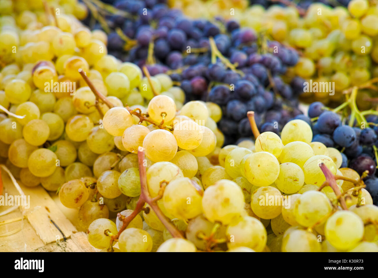 White muscat grape and dark grape - sweet and tasty dessert, healthy ...
