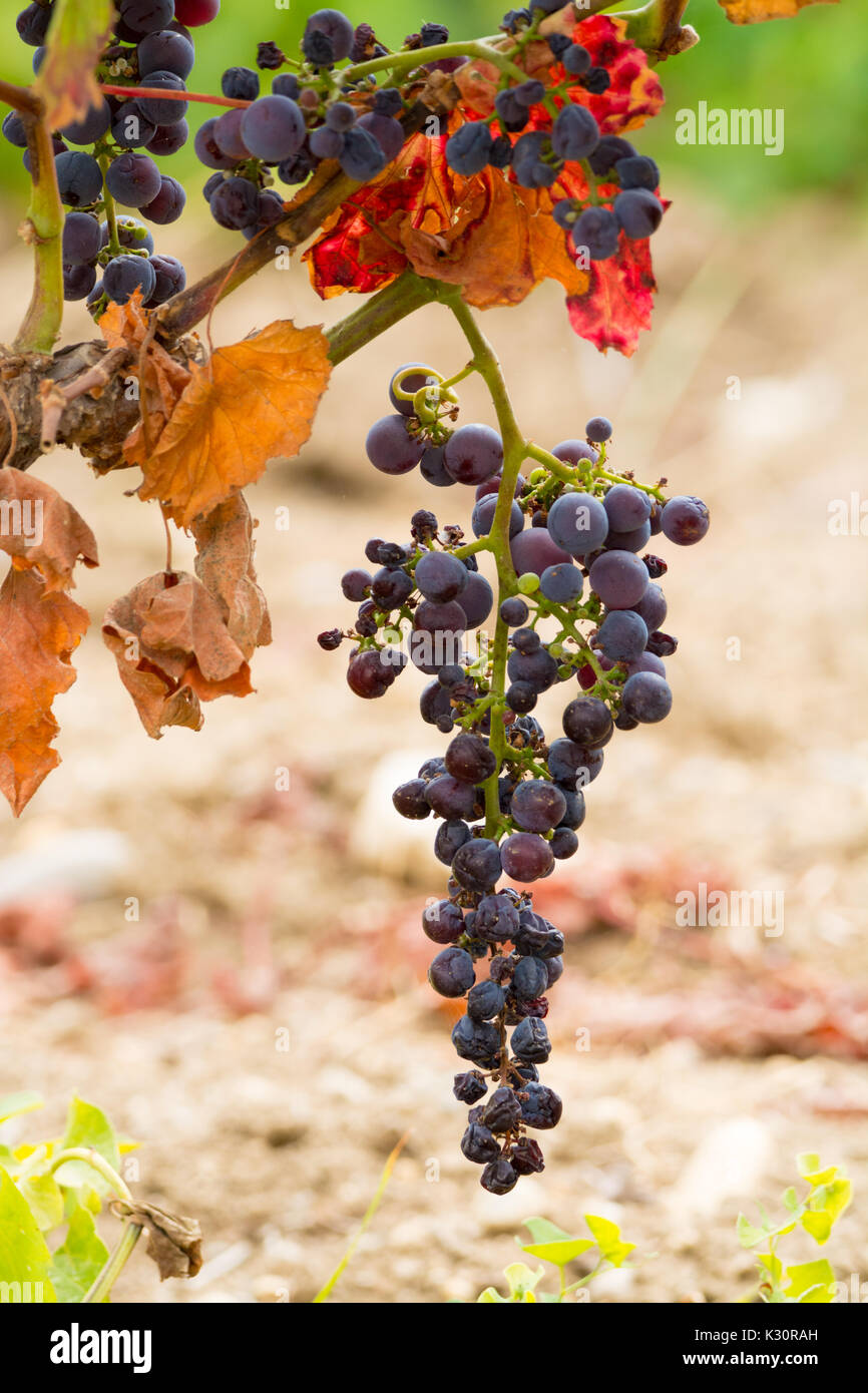Sun dried ripe red wine grape ready to harvest, South France Stock ...