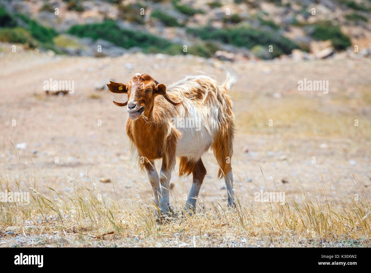 Domestic goat on Crete Island, Greece Stock Photo - Alamy
