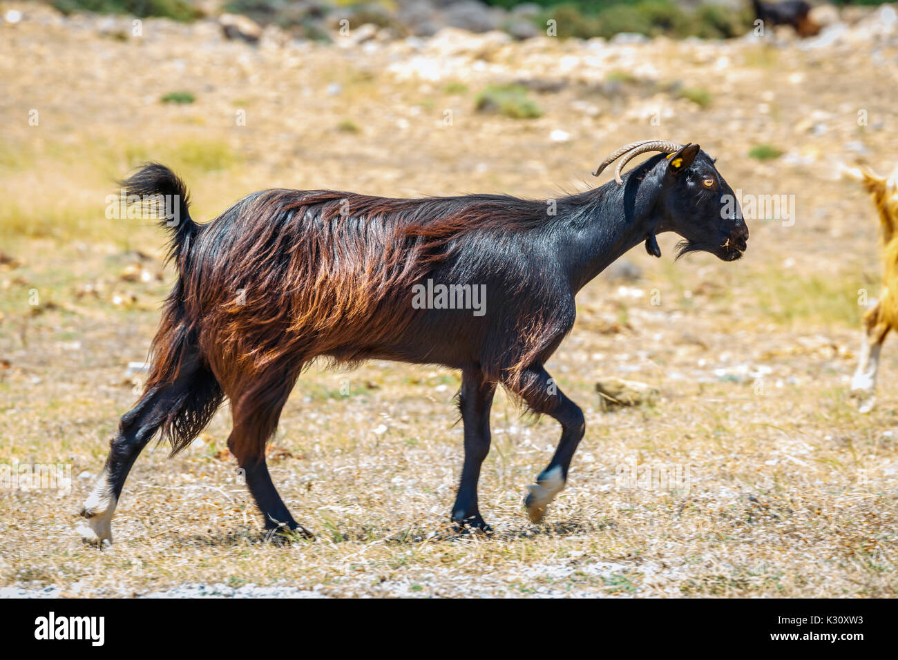 Domestic goat on Crete Island, Greece Stock Photo - Alamy
