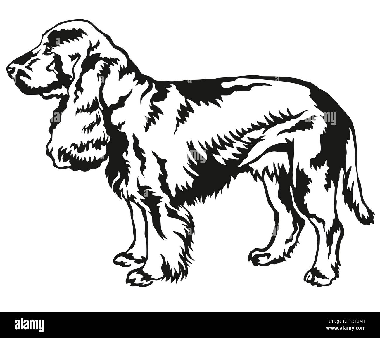 Decorative portrait of standing in profile Field Spaniel, vector ...